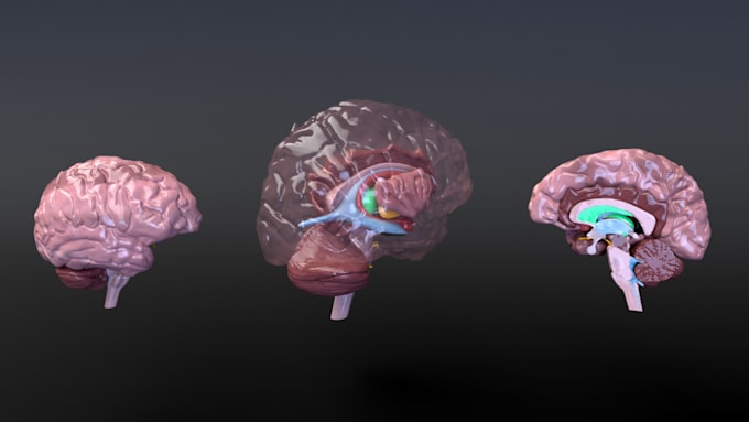 Do 3d biological or medical animation and modeling by Nft_talal | Fiverr