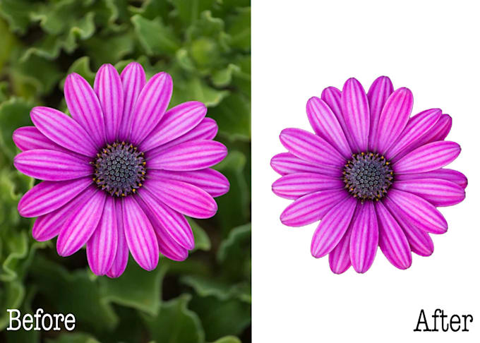 Do transparent background in png by Rijtdgdh | Fiverr