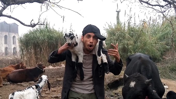 Wish happy birthday say any message with cow and funny rapper style by ...