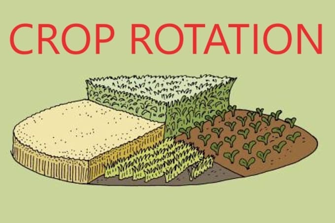 Plan your arable crop rotation perfectly by Wellpersey | Fiverr