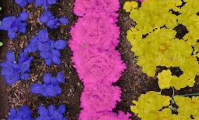 Do image annotation, segmentation, bounding box, and all ai data labeling tasks by Sharonbett24 ...