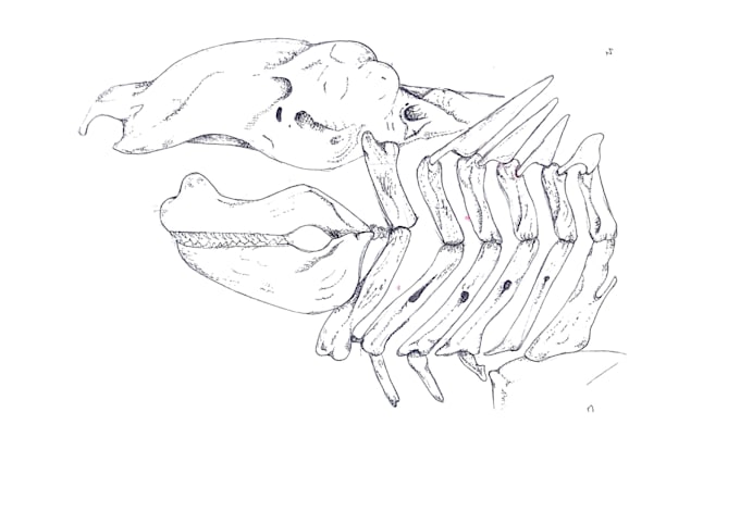 Do scientific illustrations with ink by Erikahernanda19 | Fiverr