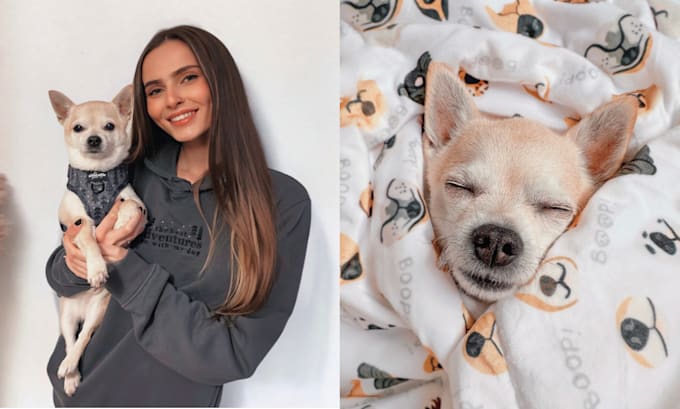 Create ugc dog product photos and videos for social media by Bentleyugc ...