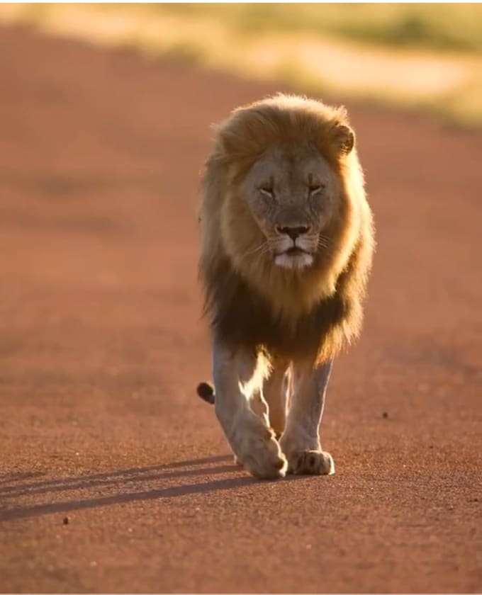 Render a realistic 3d animal model, 3d animal design, 3d animal ...