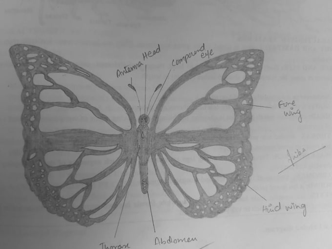 Draw medical and anatomical illustration for you by Laiba_ba | Fiverr