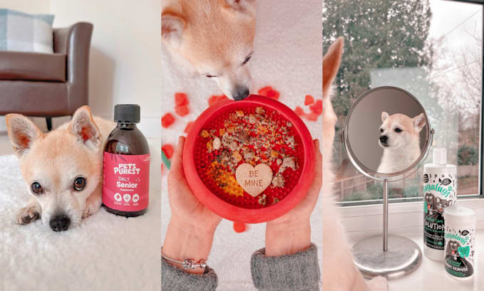 Create dog product content and post it on social media by Bentleyugc ...