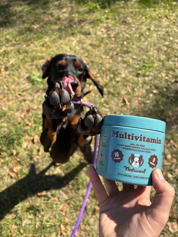 Create ugc dog content for tiktok and social media ads by Oliviamines ...