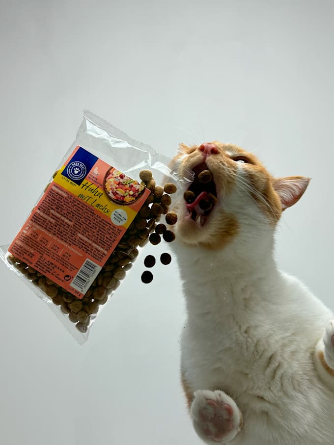 Be your cat model for ugc video, photos and ads by Fv_production | Fiverr