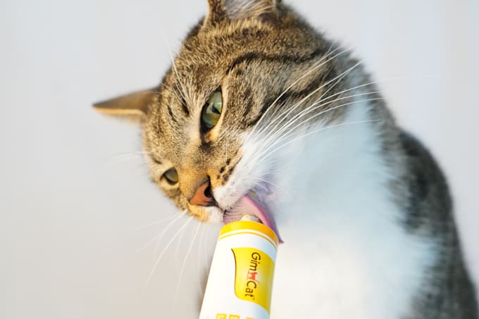 Be your cat model for ugc photos by Fv_production | Fiverr