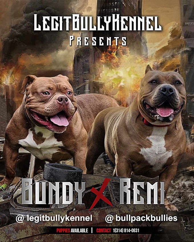 Create video dog stud, breeding banners and kennel, dog flyers by Adorn ...