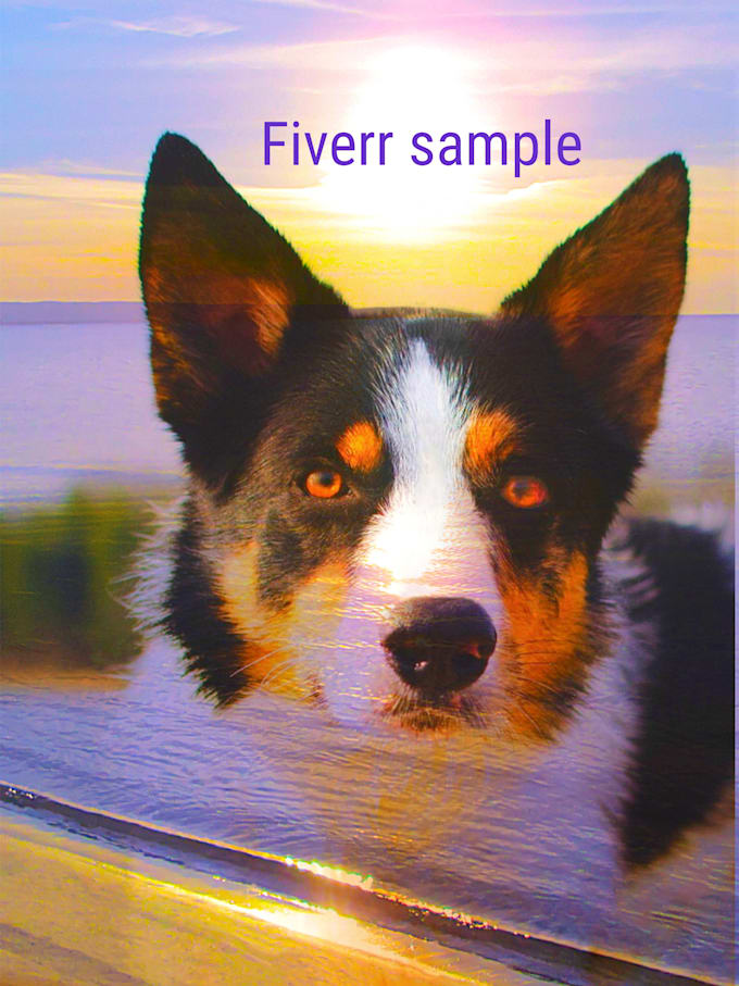 Enhance your dog photos in photoshop by Dog_photo_edit | Fiverr