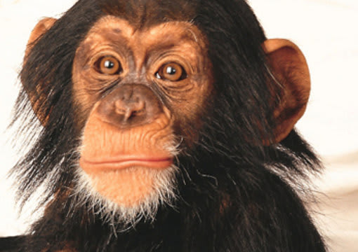 Create a fantastic animated video message with the pimp chimp saying ...