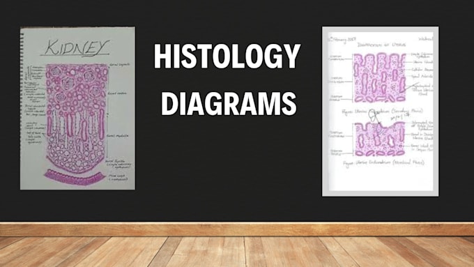 Draw your histology diagrams by Hannannadeem124 | Fiverr
