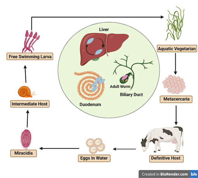 Create your figures by using biorender and coogle it software by ...