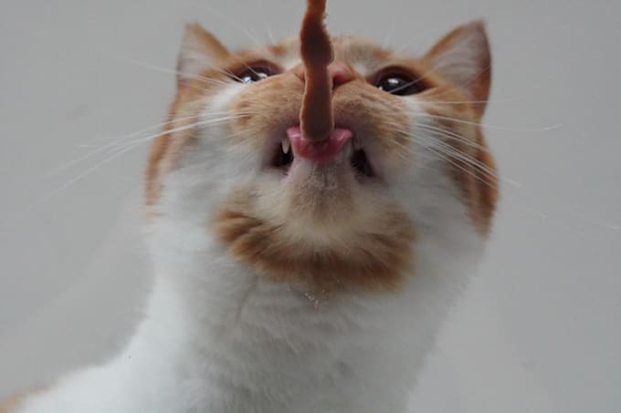 Be your cat model for ugc videos by Fv_production | Fiverr