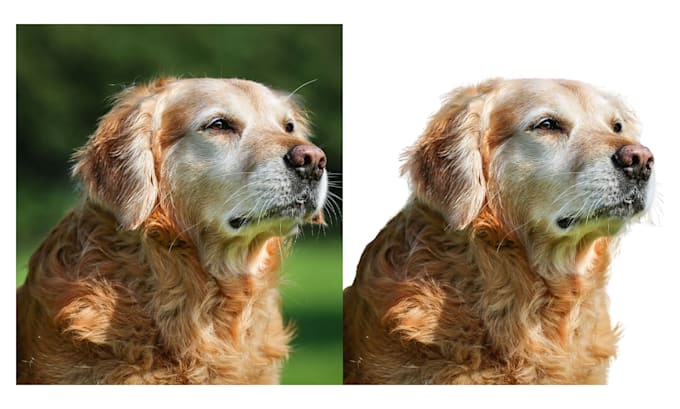 Change your image background by Khanhs_wuang | Fiverr