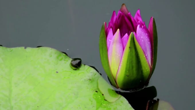 Create 3d flower animation flower animation 3d flower 3d plant 3d cgi ...
