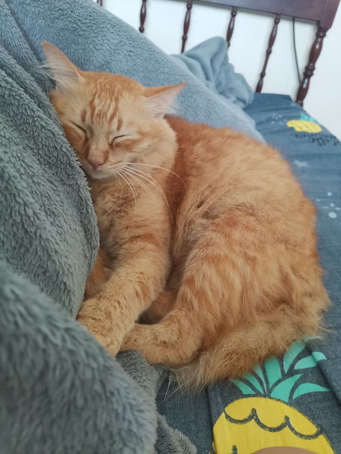 Translation, data entry, virtual boost, transcription, dubbing by ...