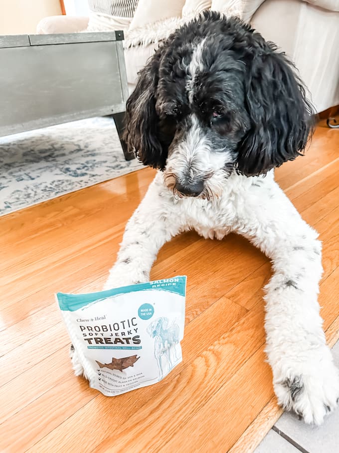 Create dog ugc videos with my large female bernedoodle for your brand ...