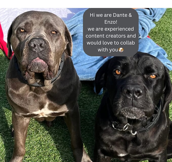 Create ugc dog content for your brand by Cakesbycam | Fiverr