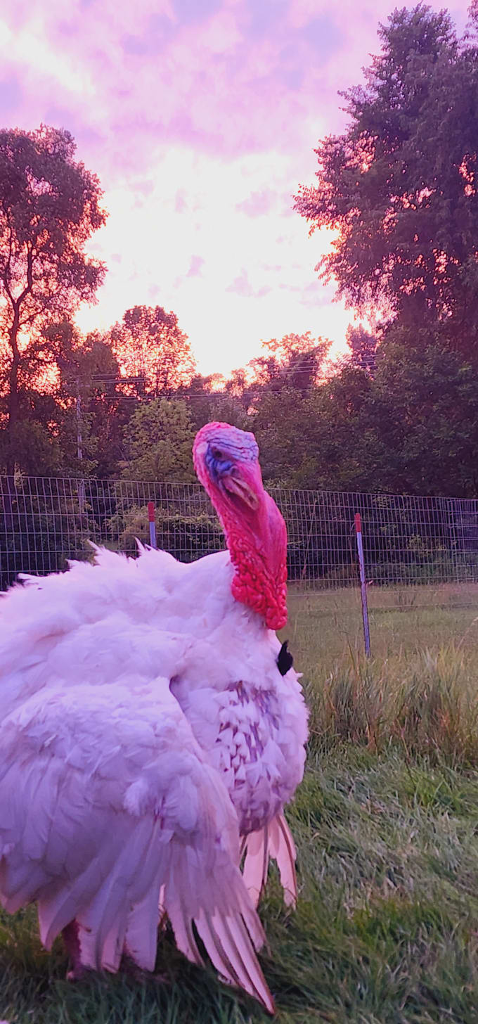 Make amazing pictures of farm life by Lindsric | Fiverr