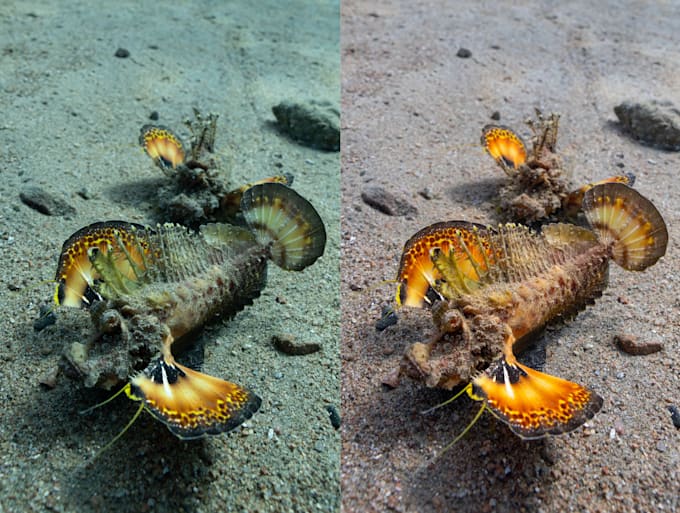 Edit your underwater photos with full color correction by Depth_junkies ...