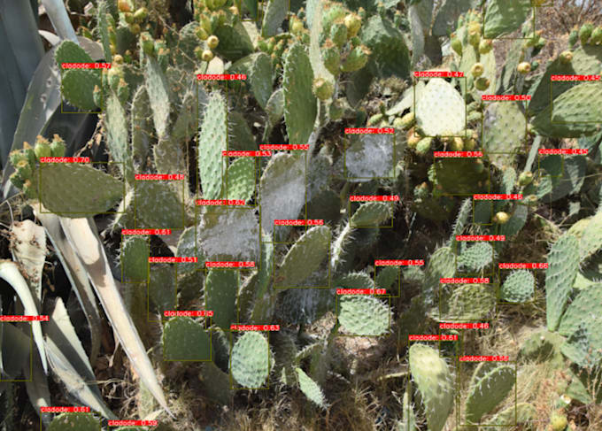 Do object detection project on your custom data by Pierre_dubois | Fiverr