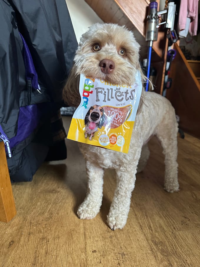 Create a dog ugc video for your pet products or brand by Zoexwest | Fiverr