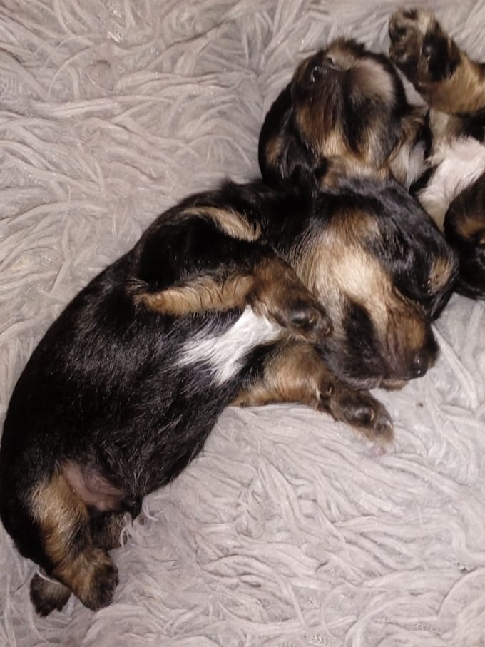 Draw whatever, anime, sketch by Usefulhunters | Fiverr