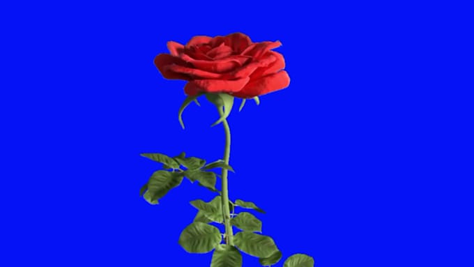 Render realistic 3d vfx plant animation, cgi flower design, 3d flower ...