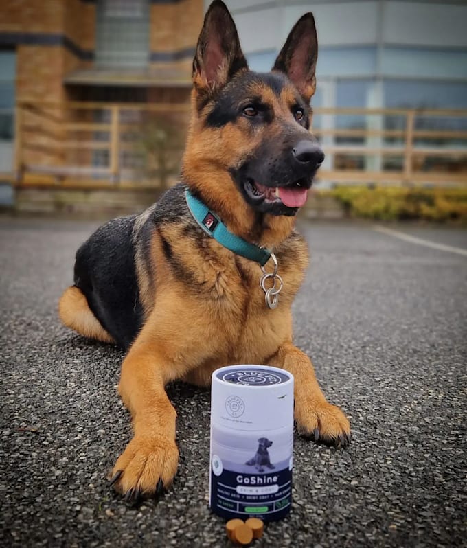 Do 3d amazon dog products, ugc video ads or cat pet product by Gamedevk ...