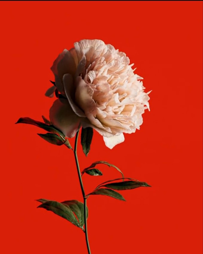 Render realistic 3d plant model, cgi plant, cgi plant animation, vfx ...