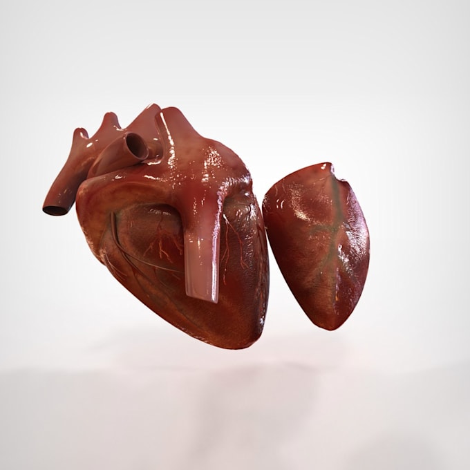 Sculpt 3d medical product,3d organ,hand sculpture,toe,3d anatomy,human ...
