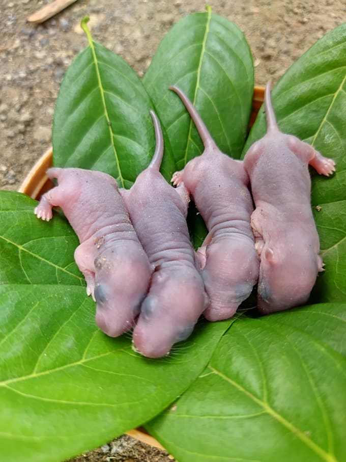 Photo of cute baby mice that have just given birth by Social_evolutio ...