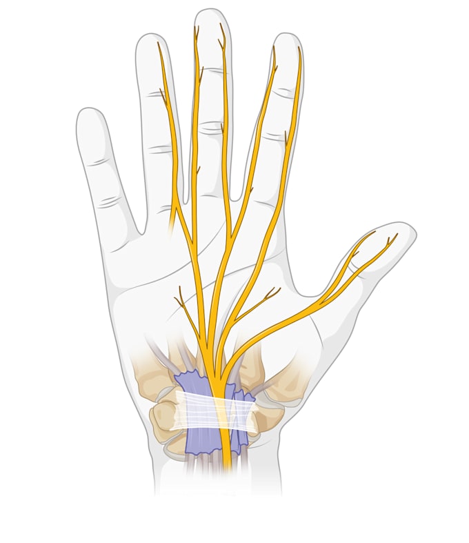 Make detailed medical and anatomical illustration designs by ...