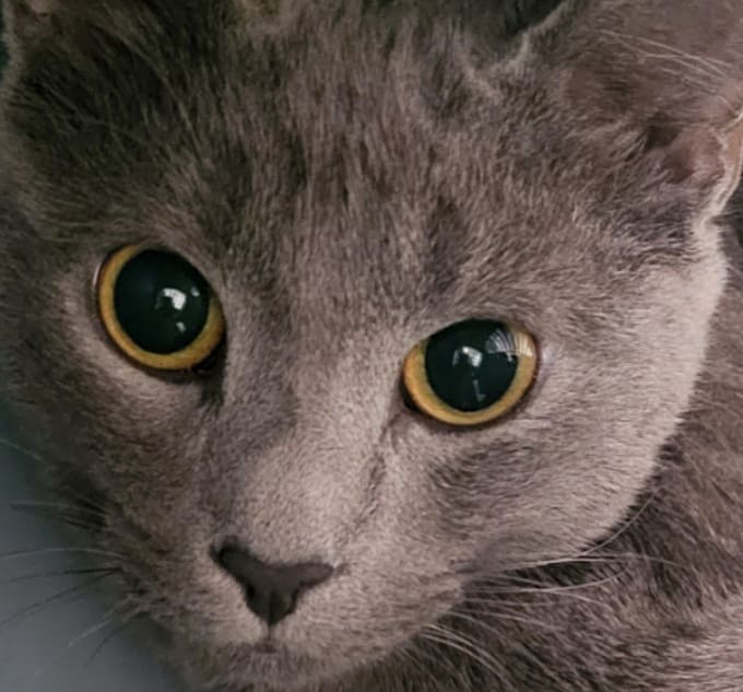 Provide legal services and translations by Katya1234567890 | Fiverr