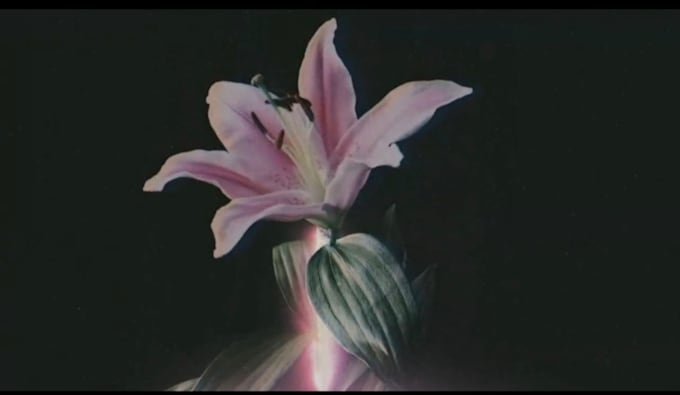 Render realistic 3d flower plant, cgi plant model, 3d trees, 3d flower ...