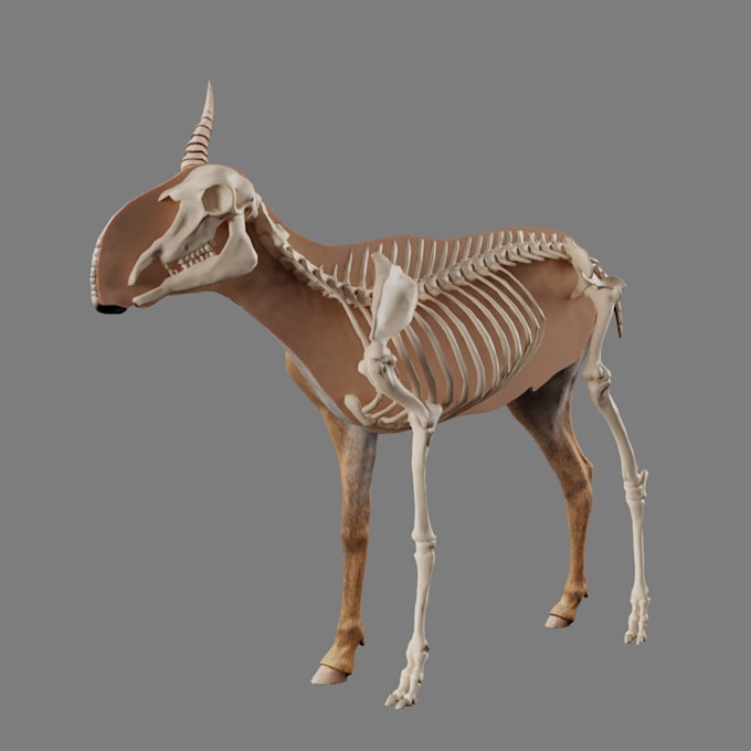 Mold realistic 3d anatomy sculpture, animal organ,fascia muscle design ...