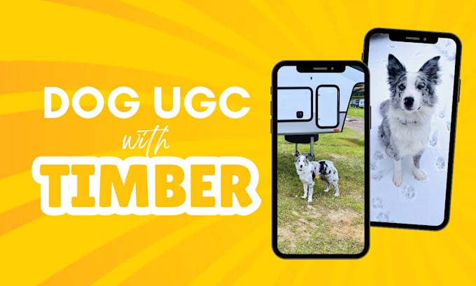 Create ugc videos with my australian shepherd dog by Prbylindsay | Fiverr