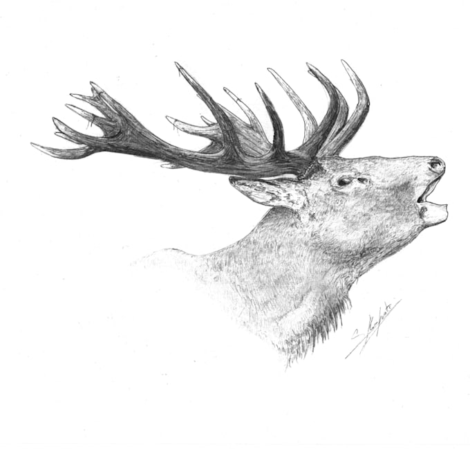 Realistic pencil drawing effect, cuadro realista lápiz by Smarinmorata ...