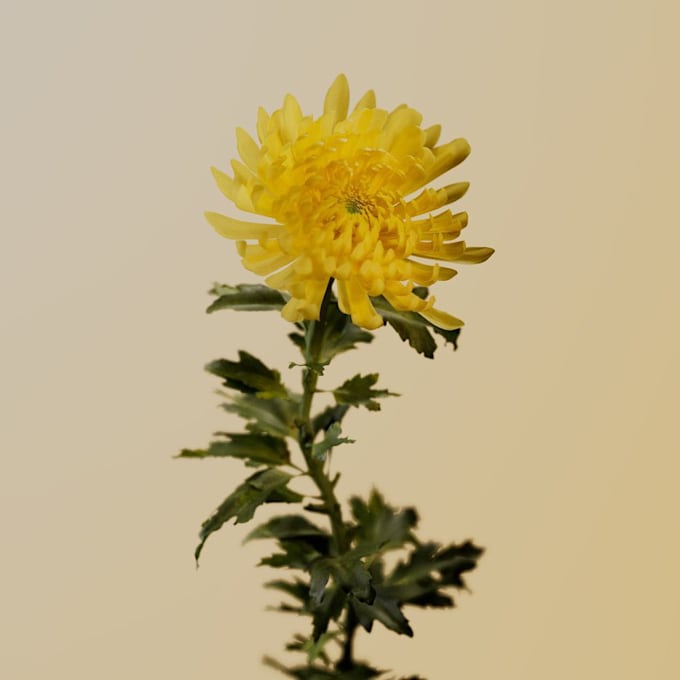 Create 3d flower animation, cgi flower design, 3d plant animation, 3d ...