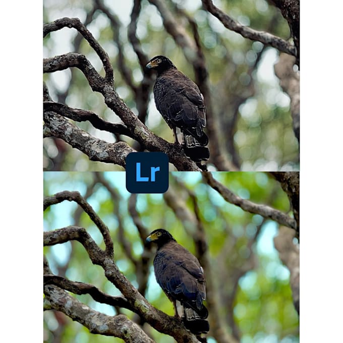 Do professional photo editing by Nadeesh_nimsara | Fiverr