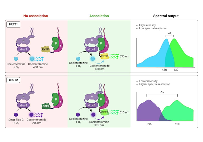 Design medical illustrations, graphical abstracts and figures by Faisal ...