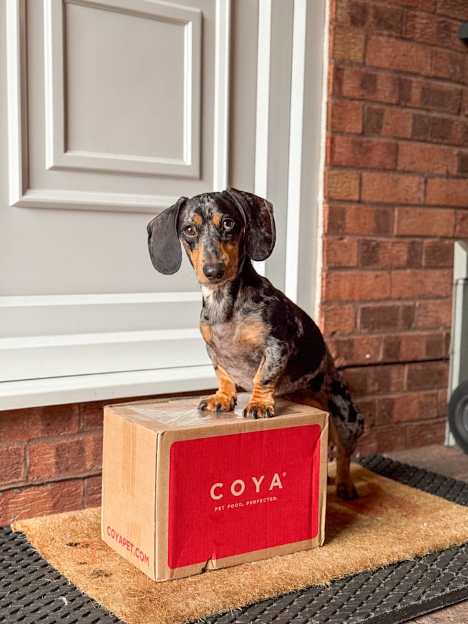 Create engaging dog ugc video ads for tiktok and reels by ...