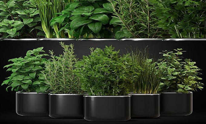 3d plant model photorealistic plant design 3d flower model for 3d ...