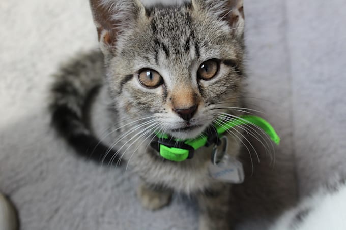 Take photos of animals for adoption by Writcha | Fiverr