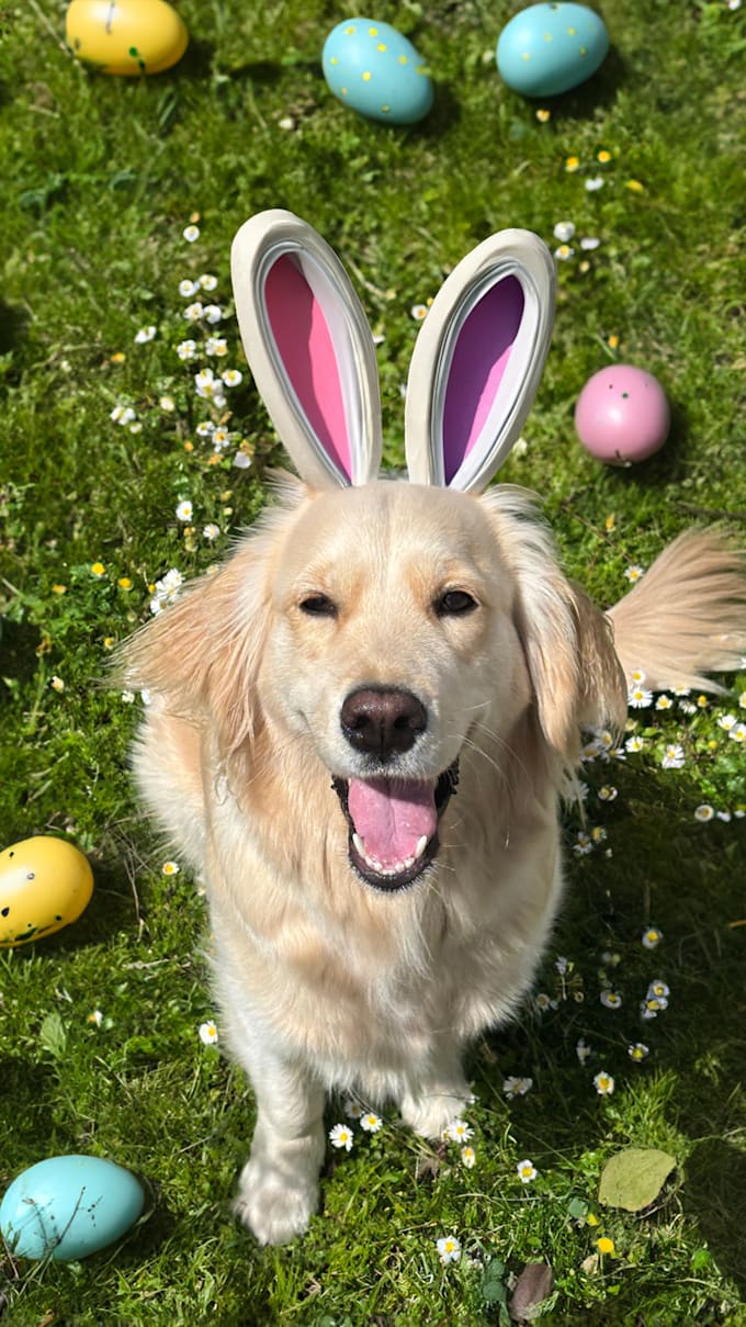 Create ai enhanced ugc content featuring my golden retriever by Kate ...