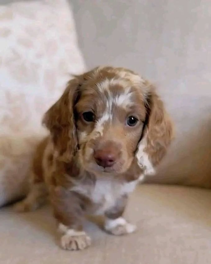 Create cute and professional dog themed designs for your brand by ...