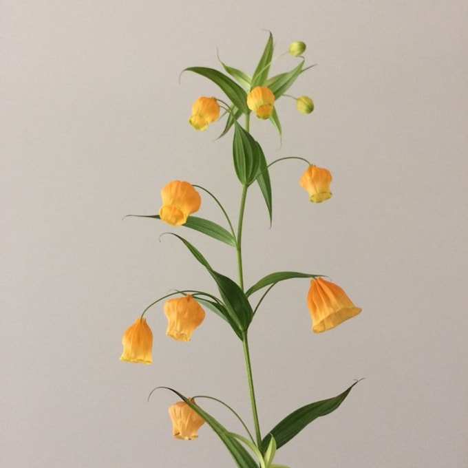 Make 8k flower vfx animation plant vfx 3d flower animation flower ...