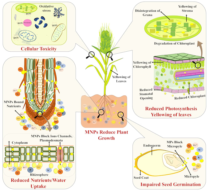 Design a scientific graphical abstract, infographic figure, and ...
